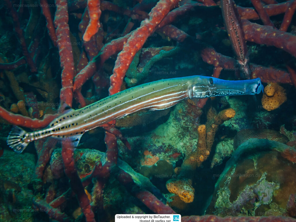 trumpet fish