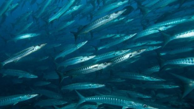 Barracuda, the real “fast and furious”