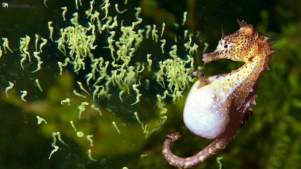 Romance is real in the seahorse – Blue Coral Foundation