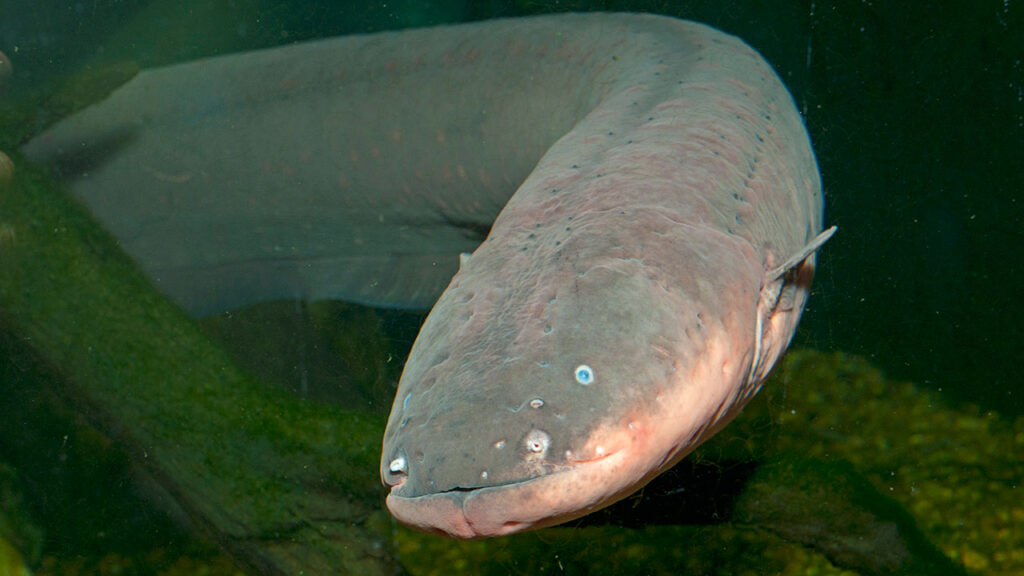 How Do Fish Communicate With Each Other?