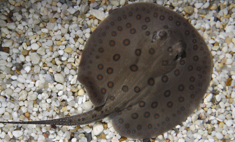 Who are the stingrays?