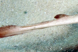 Who are the stingrays?