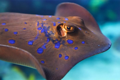 Who are the stingrays?